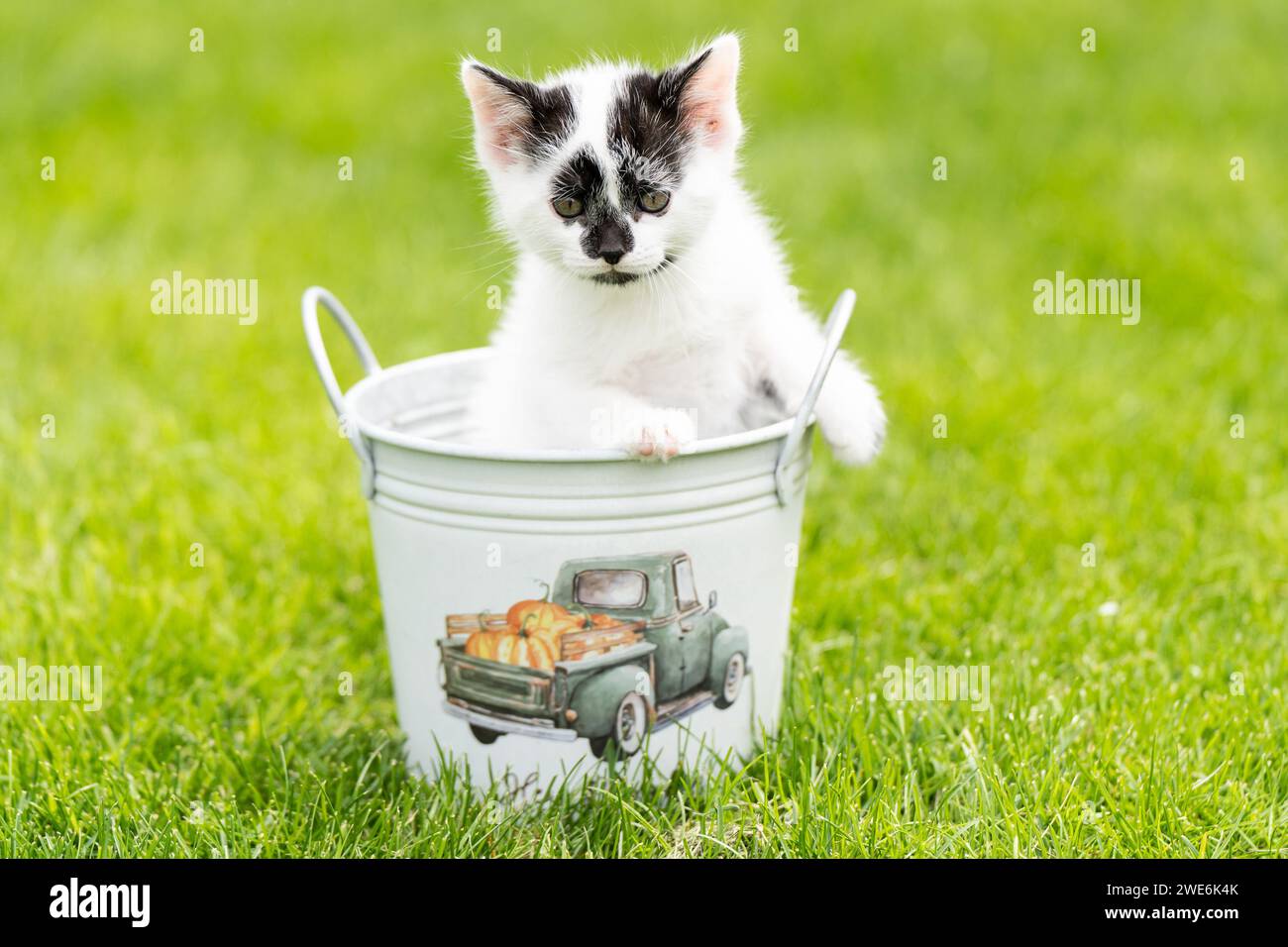 Little white kitten with black spots in the water bucket Stock Photo ...