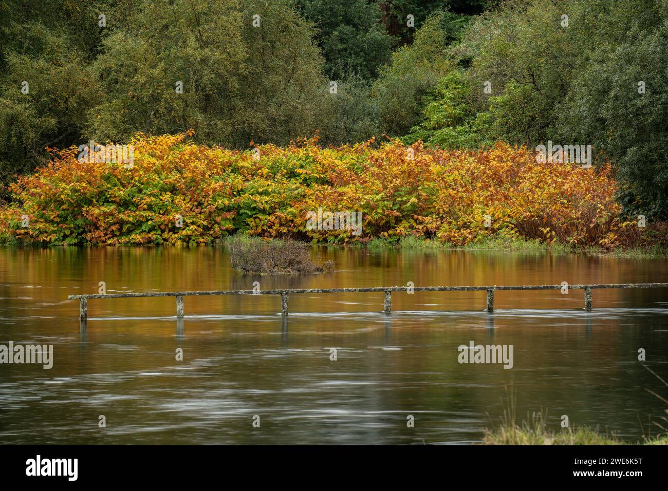 Japanese Knotweed, Ardnamurchan, Scotland Highlands Stock Photo - Alamy