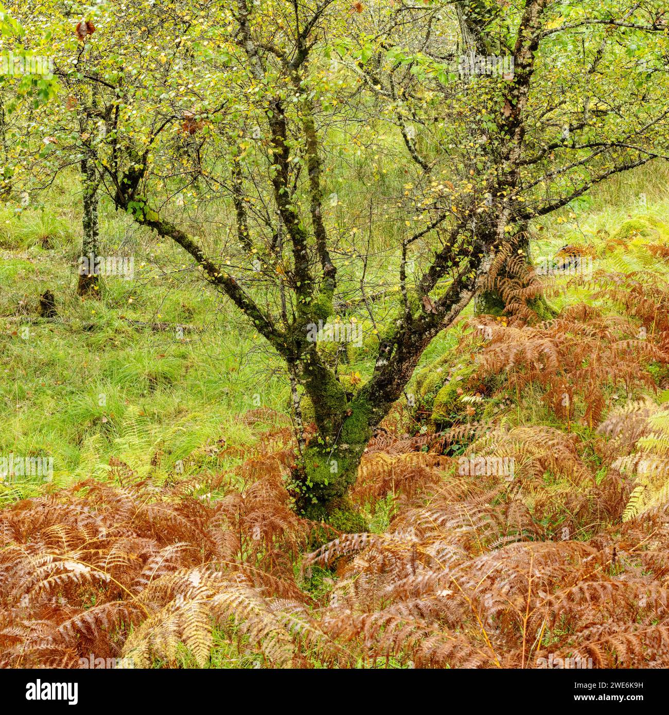 Ariundle oakwood hi-res stock photography and images - Alamy