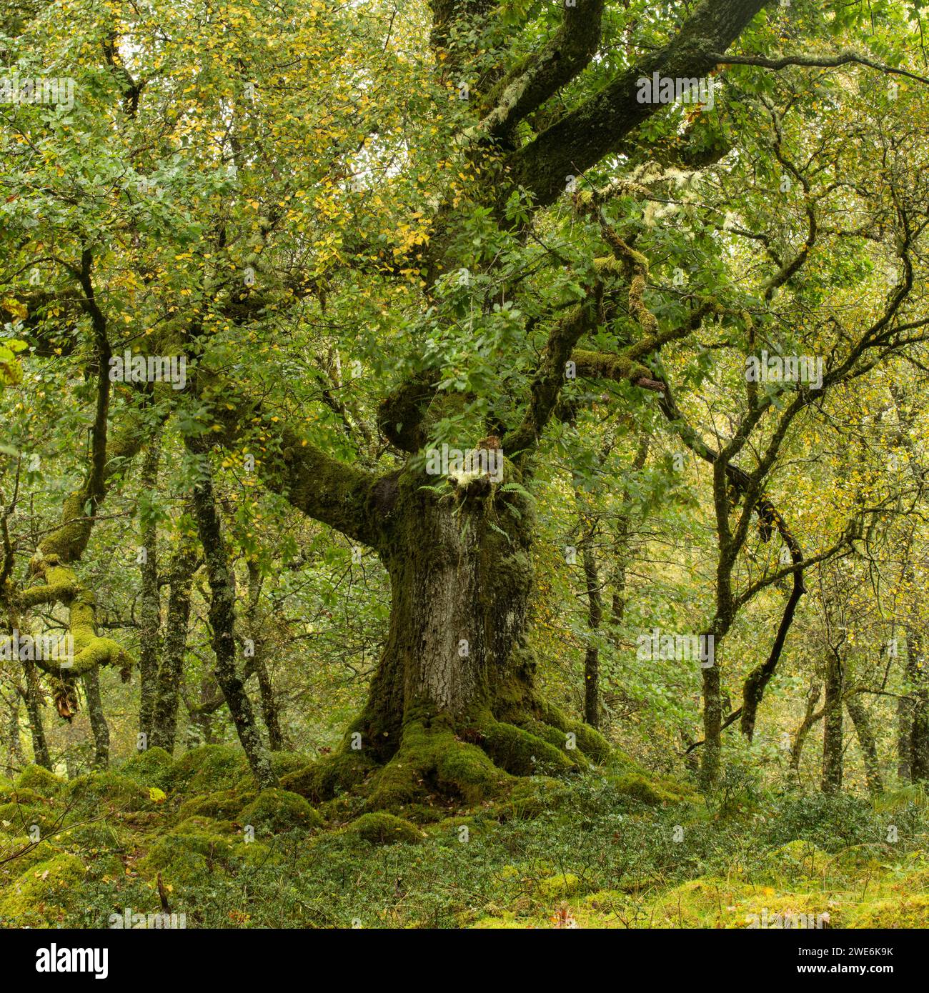 Ariundle oakwood hi-res stock photography and images - Alamy