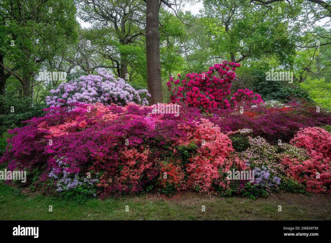 Colourful azaleas and rhododendrons in spring Stock Photo - Alamy