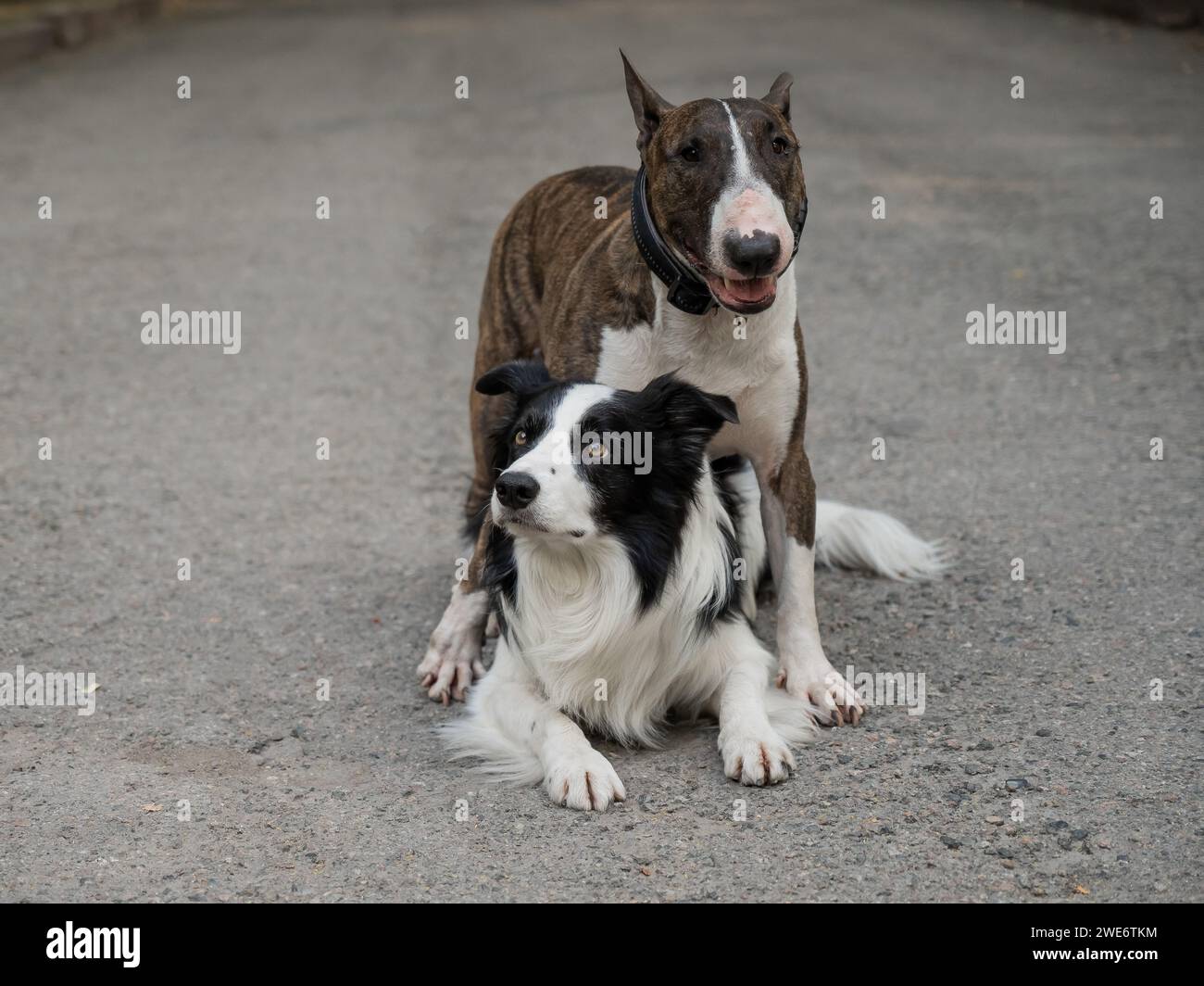 Two dogs are hugging on a walk. Border collie and bull terrier Stock ...