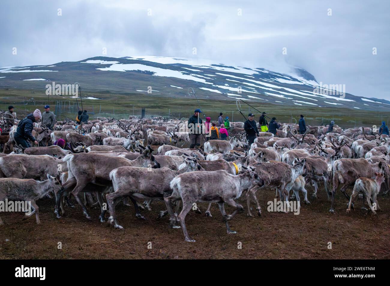 Laddejahka, Lapland, Sweden, 6th July 2023. Reindeer marking by Sami ...