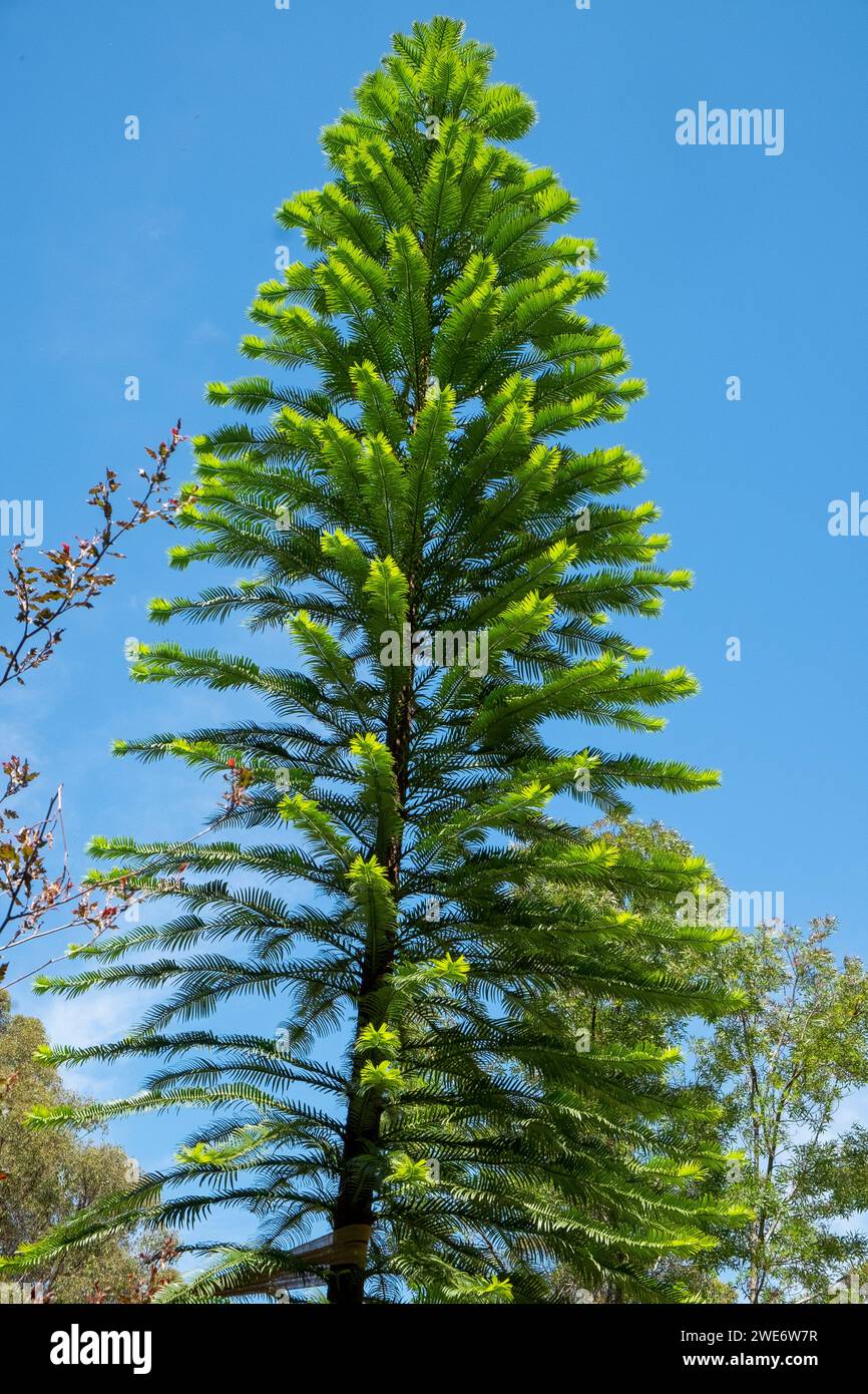 The once rare, endangered and listed Wollomi Pine now flourishing Stock Photo - Alamy