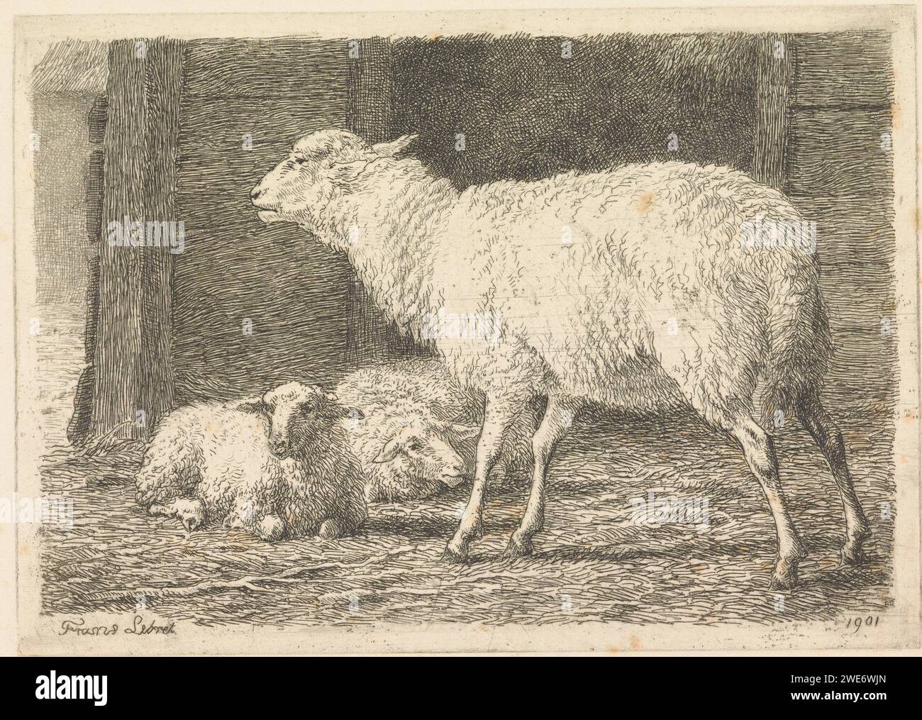 Sheep and lambs in a barn, Frans LeBret, 1901 print Standing sheep with ...
