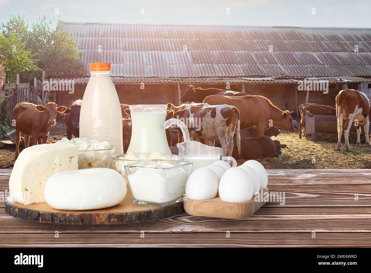 Different dairy products on wooden table in paddock with cows on farm ...
