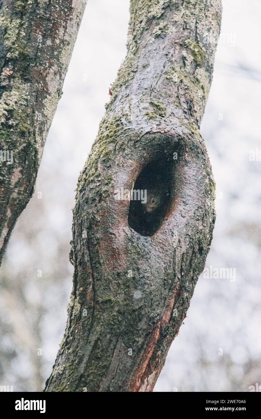 Trees poking hi-res stock photography and images - Alamy