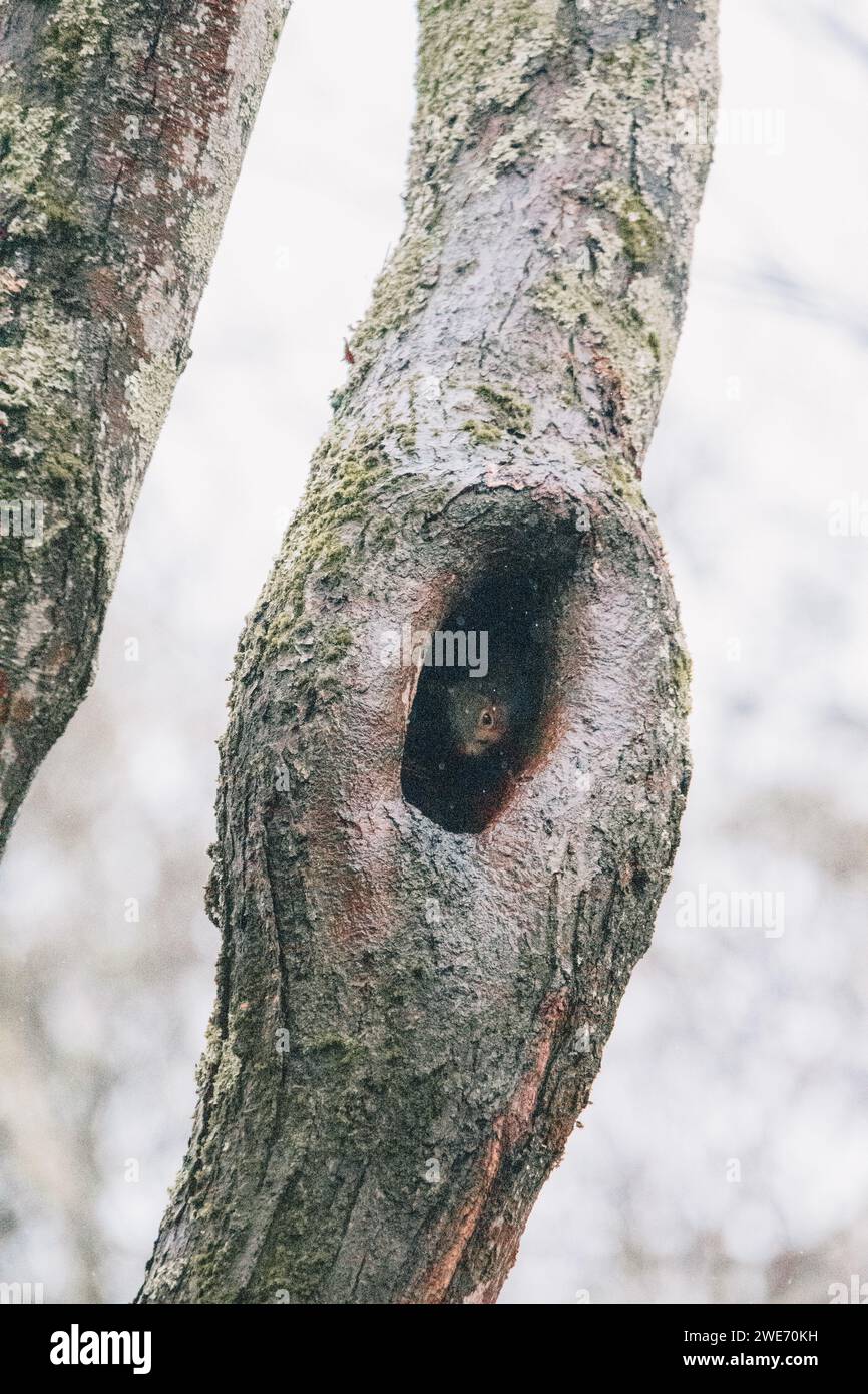 Trees poking hi-res stock photography and images - Alamy