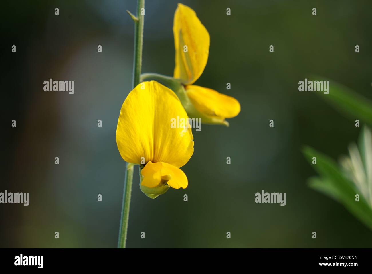 Crotalaria cannabinua hi-res stock photography and images - Alamy