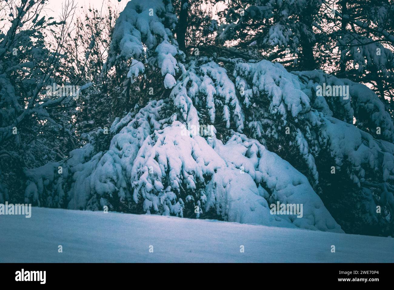 Snow laden trees in New England Stock Photo - Alamy