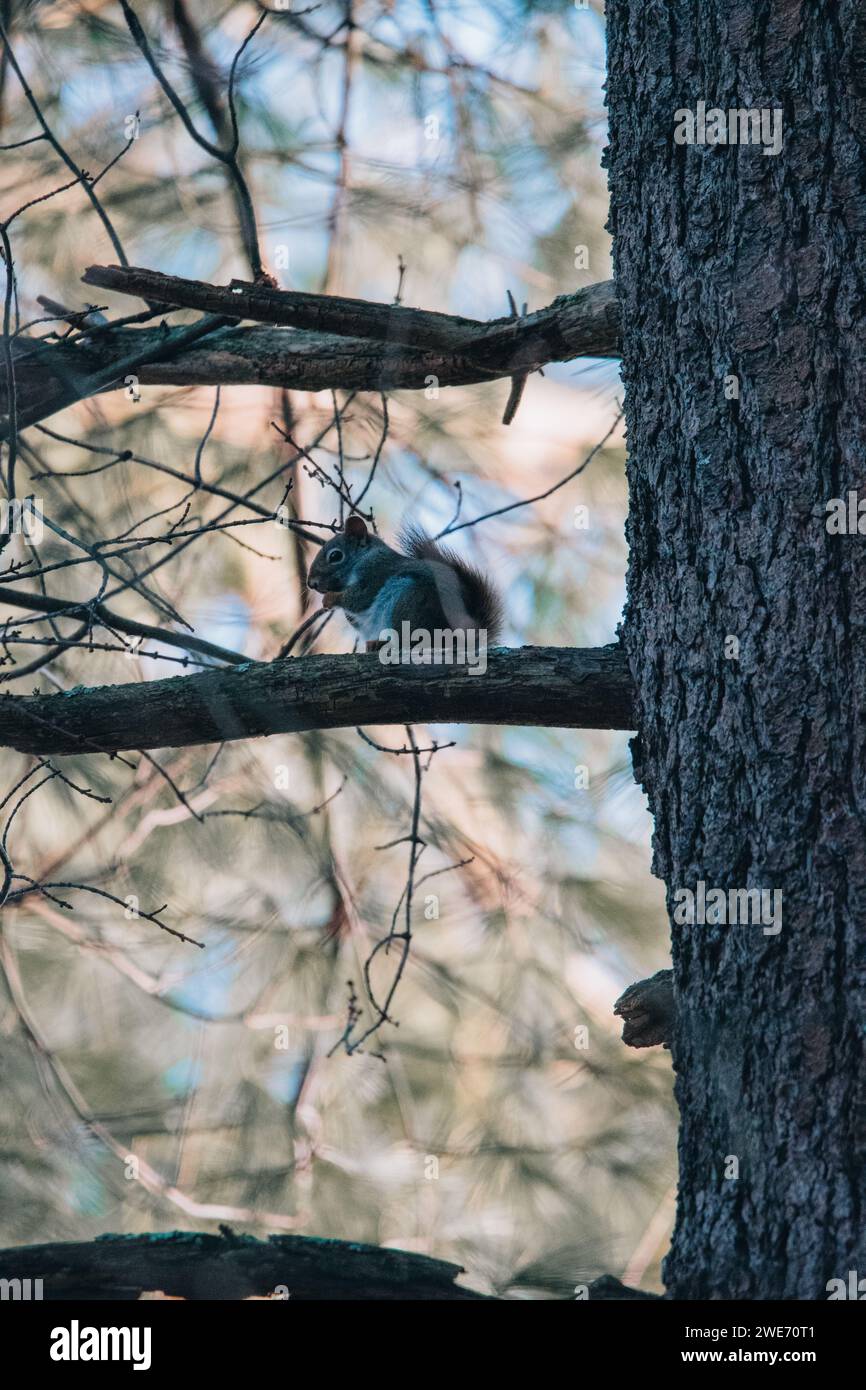 Gray Squirrel on a branch in New England Stock Photo - Alamy