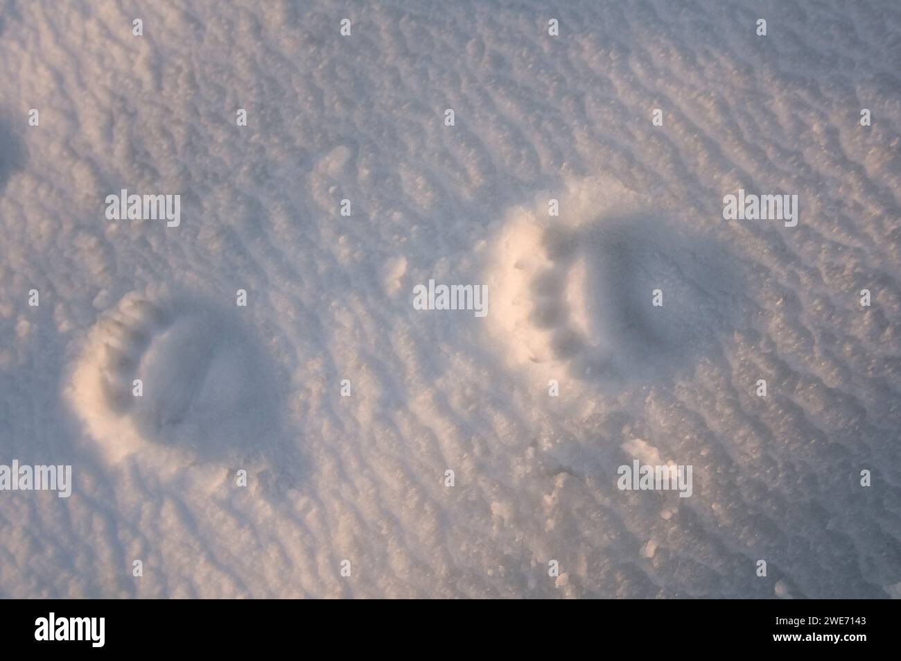 polar bear Ursus maritimus tracks kaktovik 1002 coastal plain of the ...