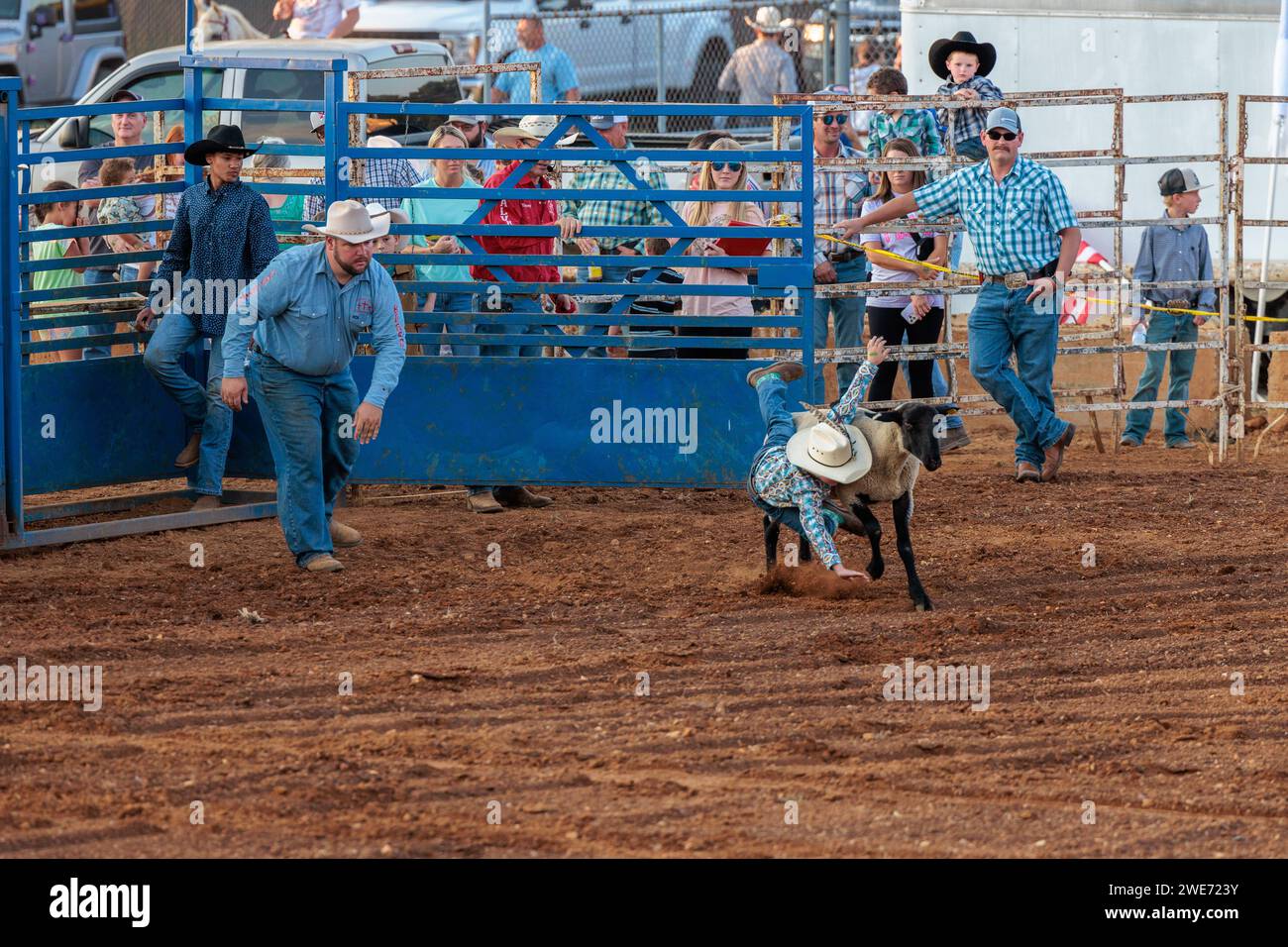 Young boy riding a sheep in a mutton busting event during the Hardin ...