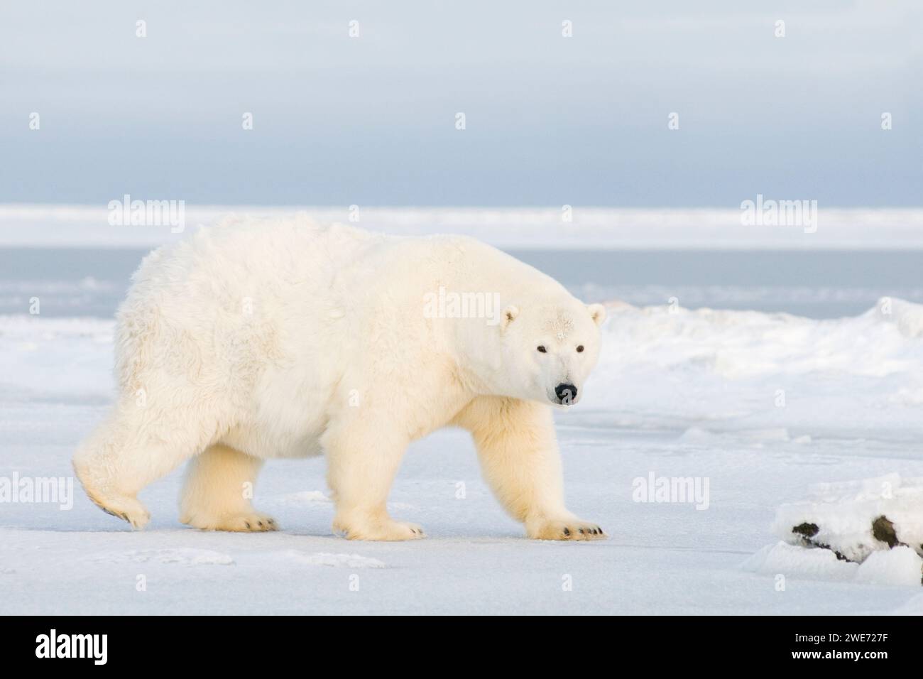polar bear Ursus maritimus adult sow traveling across newly formed pack ...