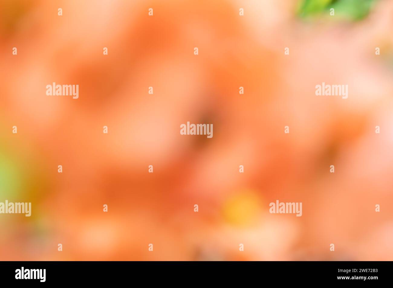 2024 color trend hi-res stock photography and images - Alamy