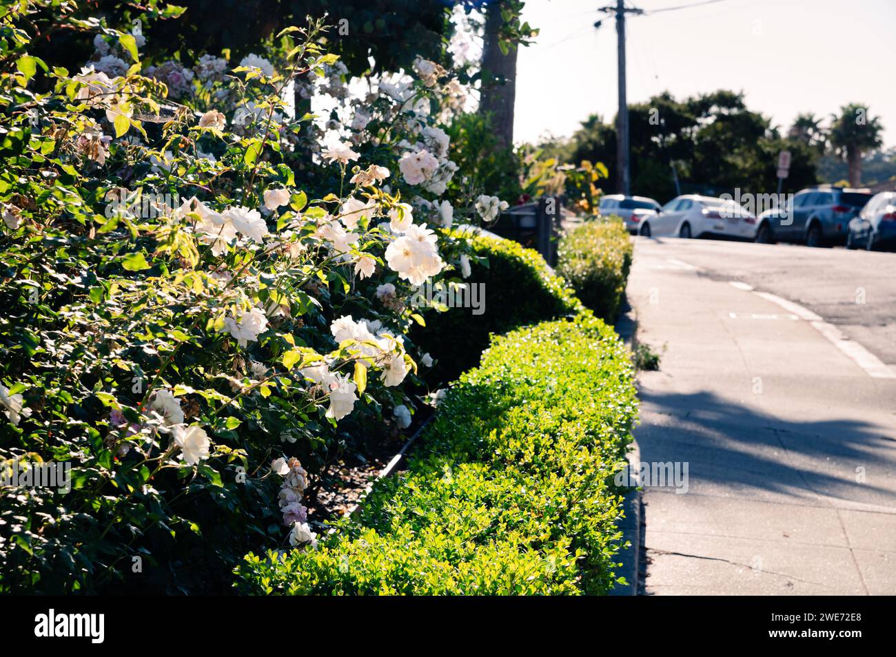 White roses lining a street in Santa Cruz, California Stock Photo - Alamy