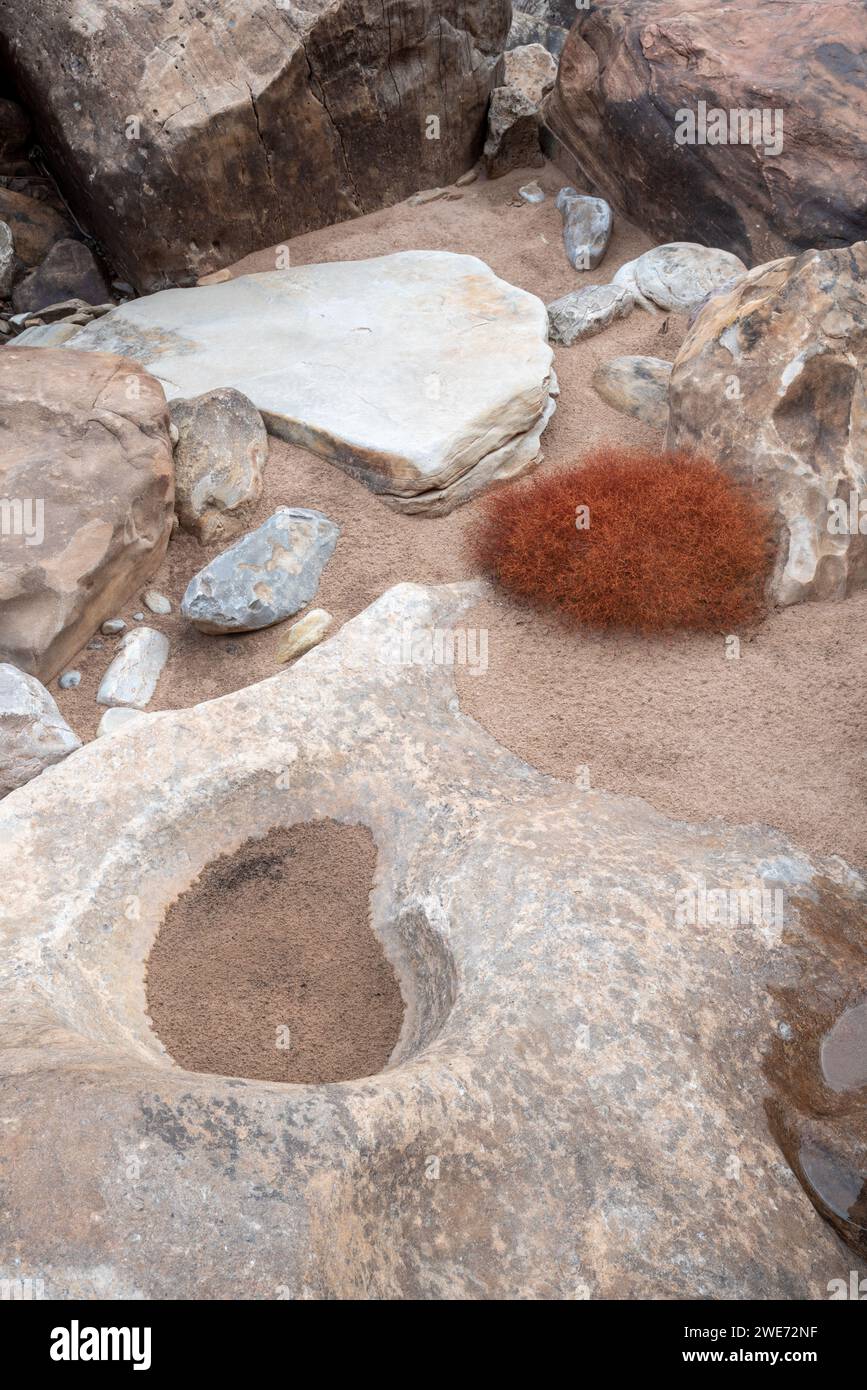 Winged pigweed (Cycloloma atriplicifolium), boulders and sand, Cataract ...