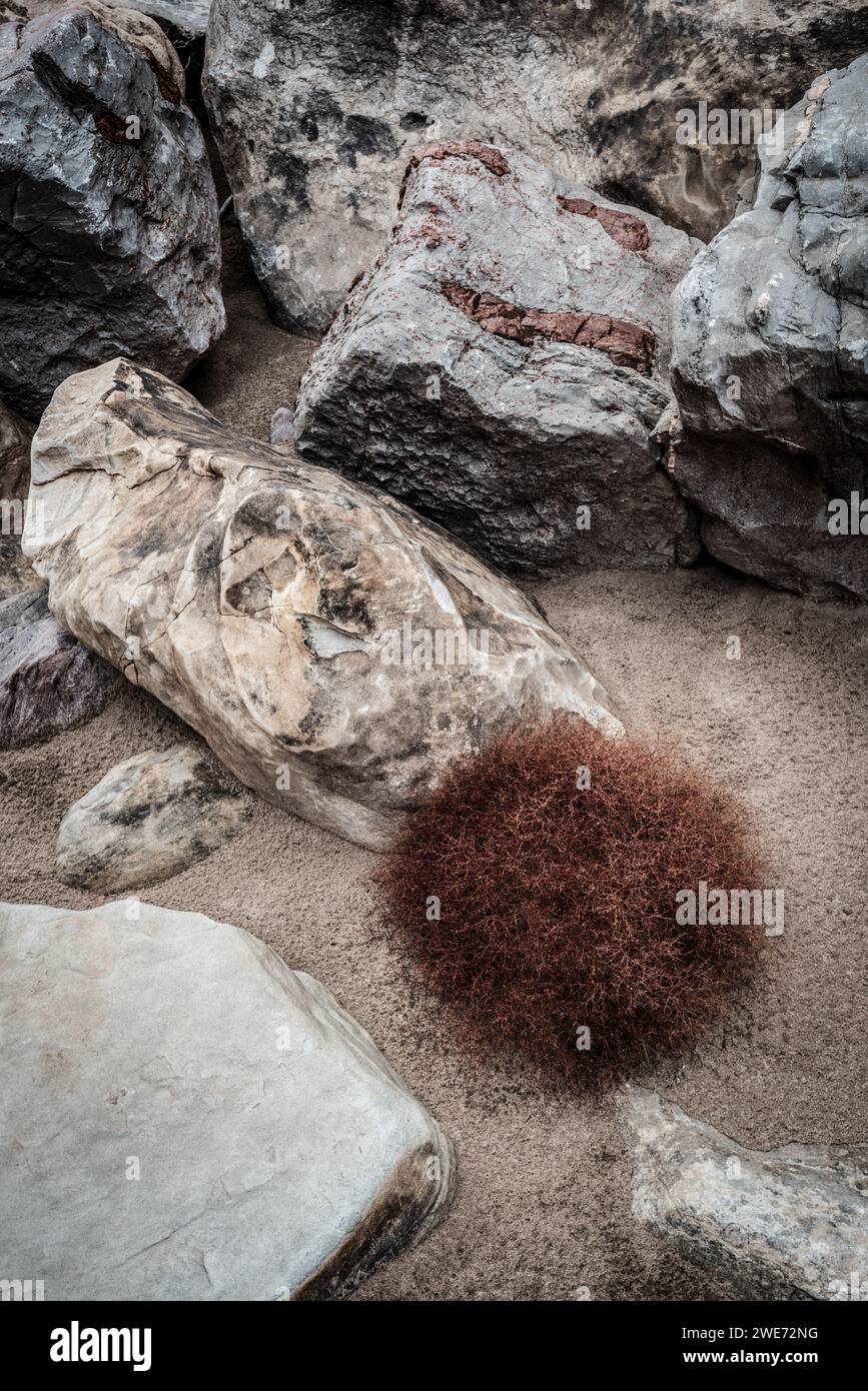 Winged pigweed (Cycloloma atriplicifolium), boulders and sand, Cataract ...