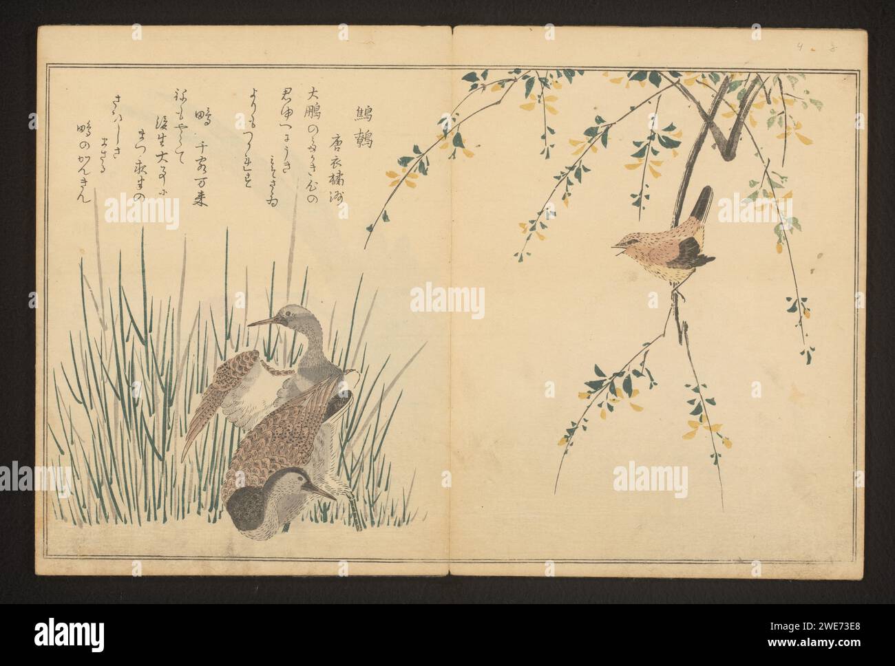 Mallard and kingfisher, c. 1796 Seventh and eighth page of the Utamaro ...
