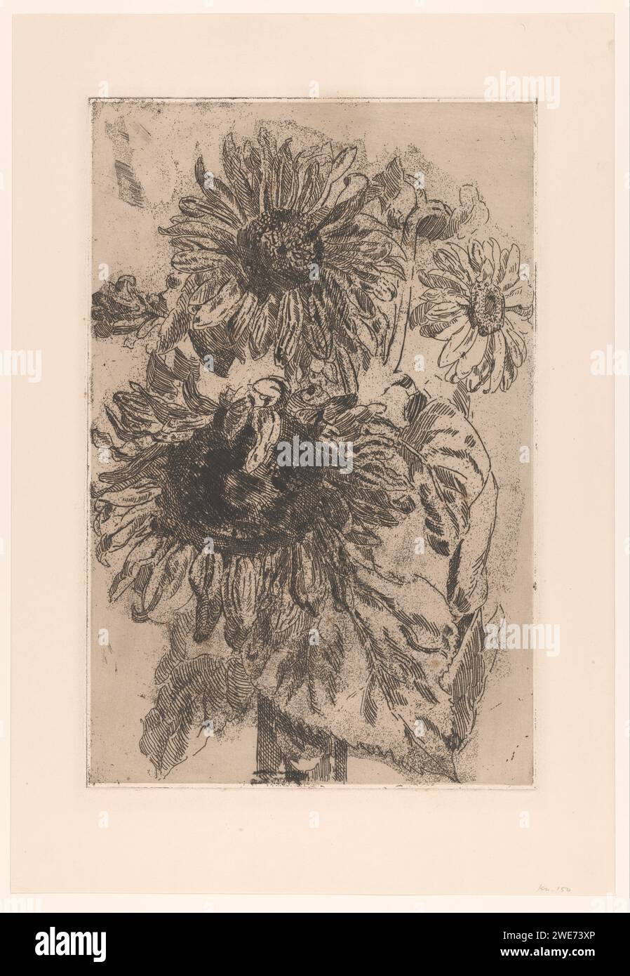 Three Sunflowers, Barbara Elisabeth van Houten, 1872 - 1950 print paper ...