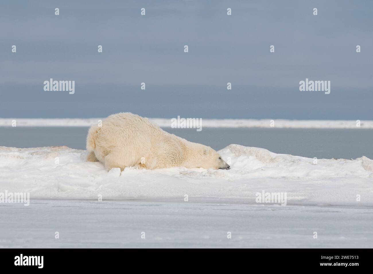 polar bear Ursus maritimus large cub rolling around and cleaning its ...