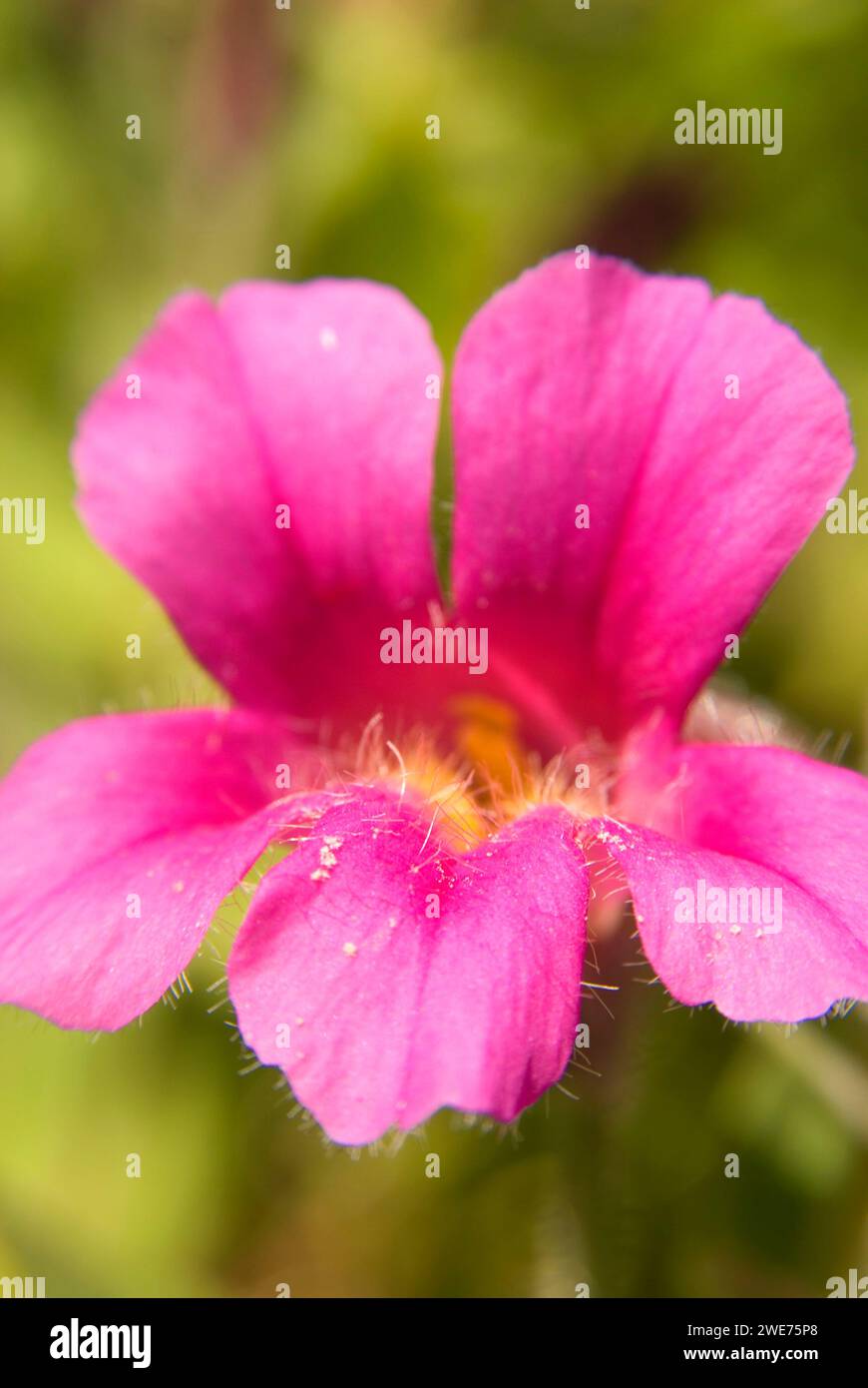 Meadows flower hi-res stock photography and images - Alamy