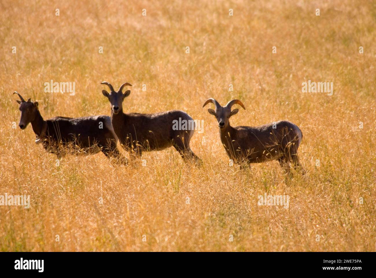 Bighorn sheep (Ovis canadensis), Oak Creek Wildlife Area, Washington ...