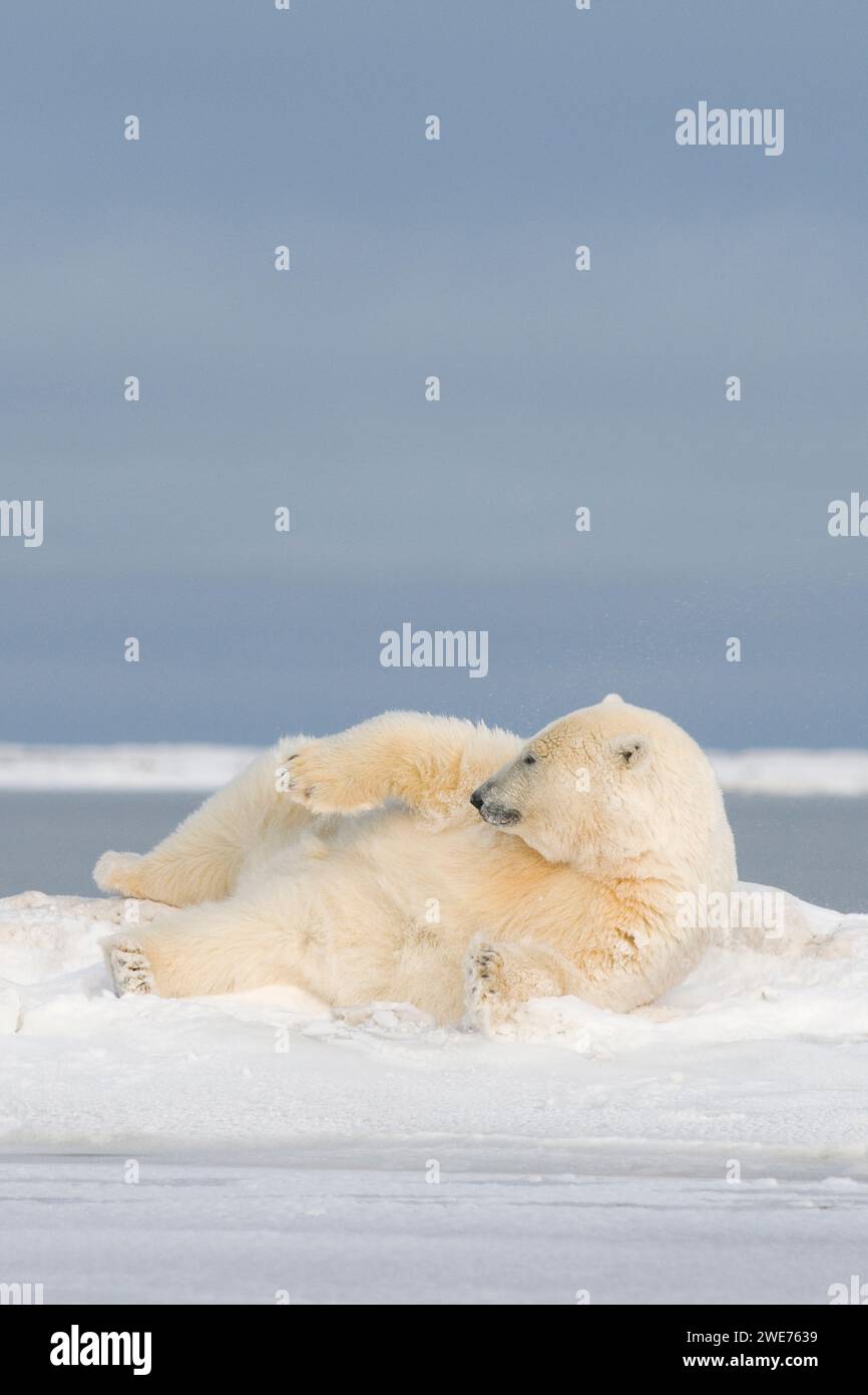 polar bear Ursus maritimus large cub rolling around and cleaning its ...