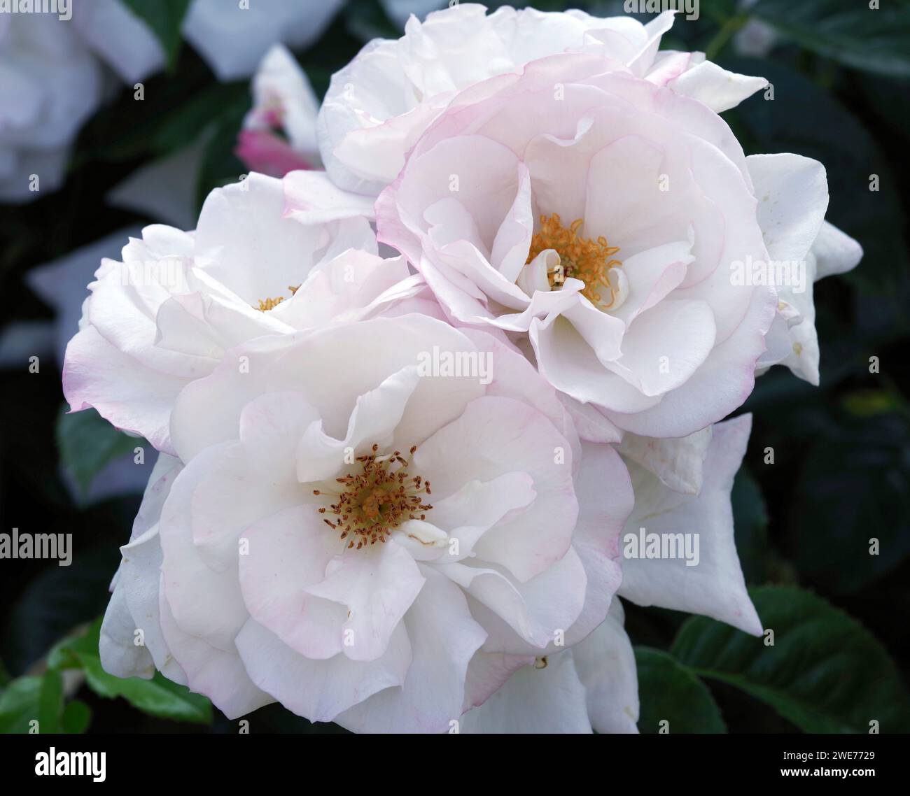 Rose (Rosa 'Pearl Drift') flowers Stock Photo - Alamy