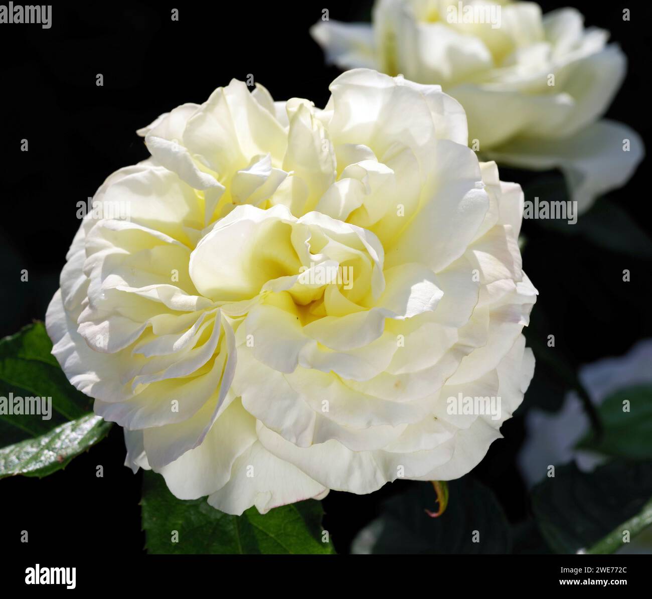 Rose (Rosa 'Tynwald') flowers Stock Photo - Alamy