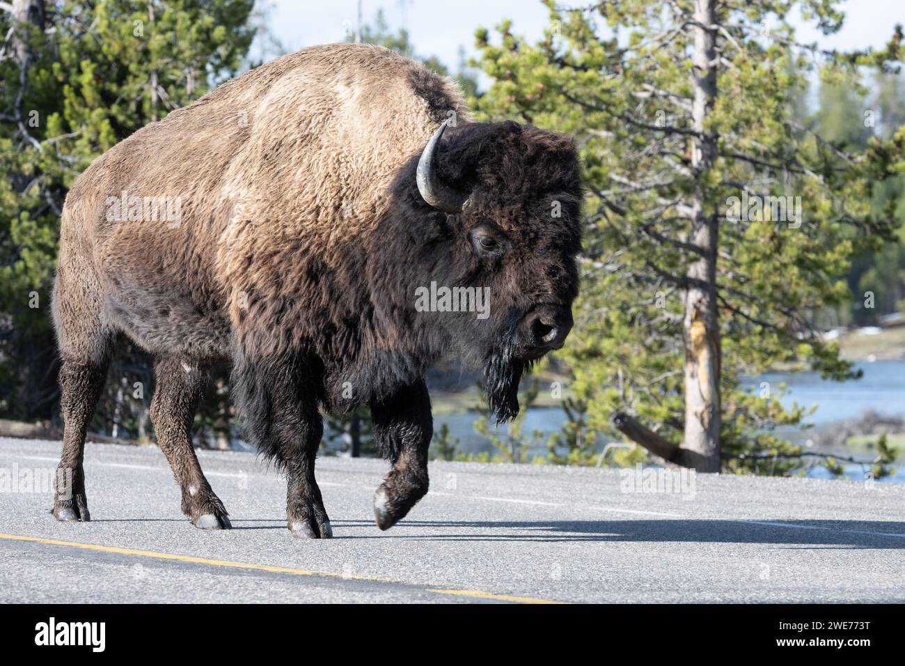 America bison walking on road Stock Photo - Alamy