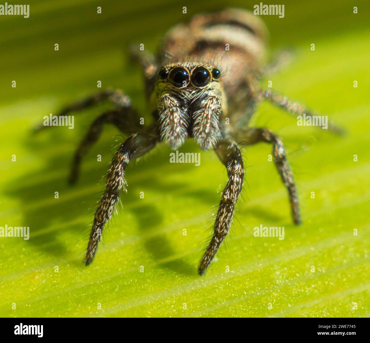 Zebra jumping spider Stock Photo - Alamy