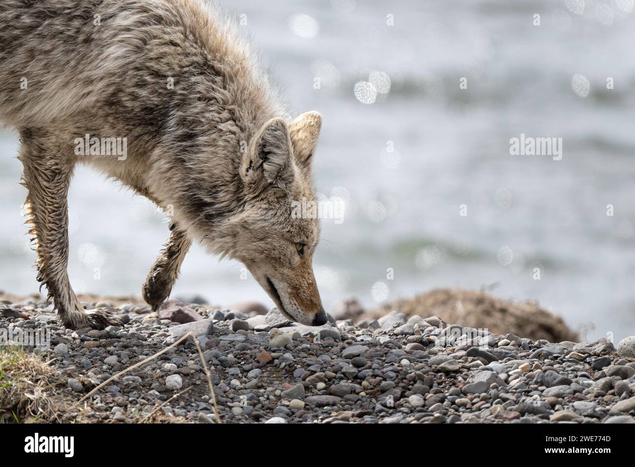 Coyote with nose to ground Stock Photo - Alamy