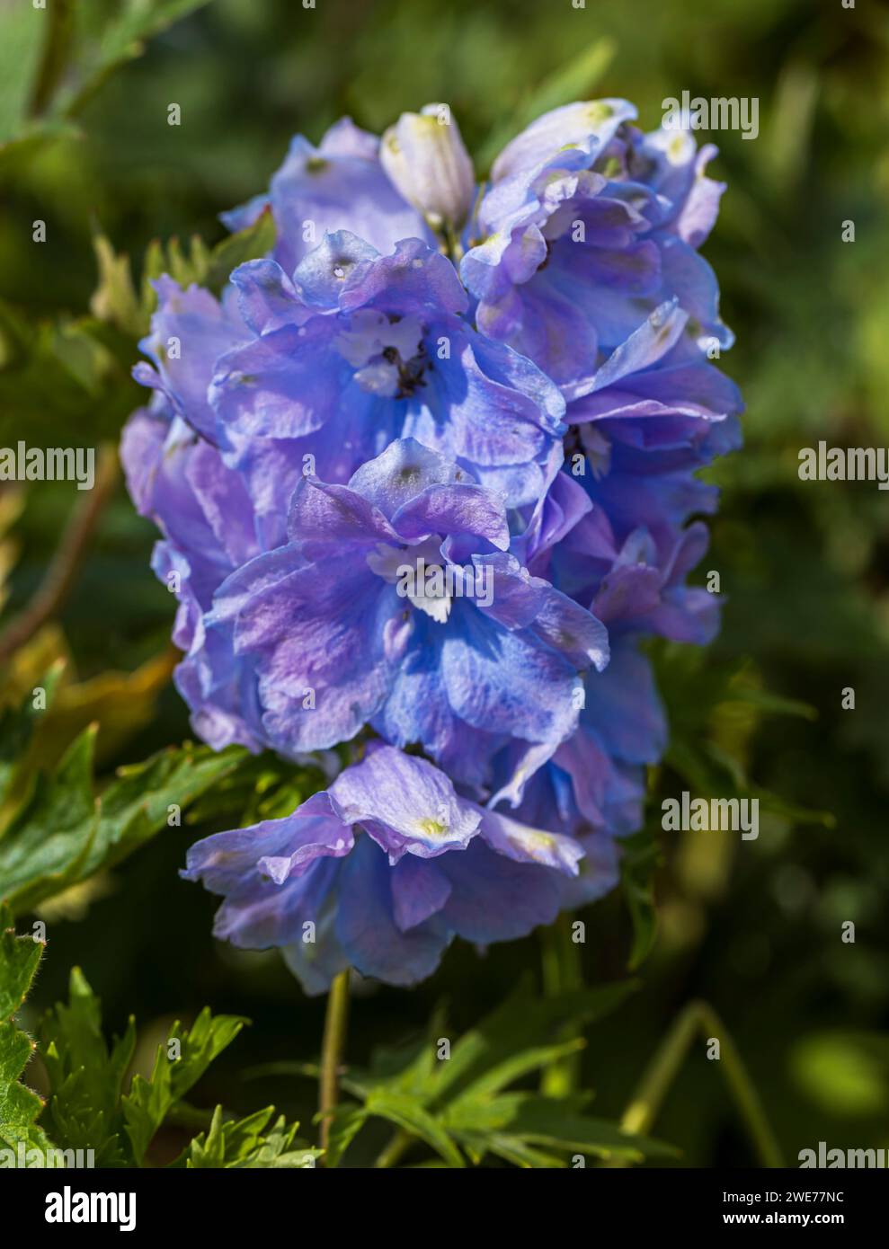 Delphinium 'Magic Fountains Sky Blue with White Bee' flowers Stock Photo - Alamy