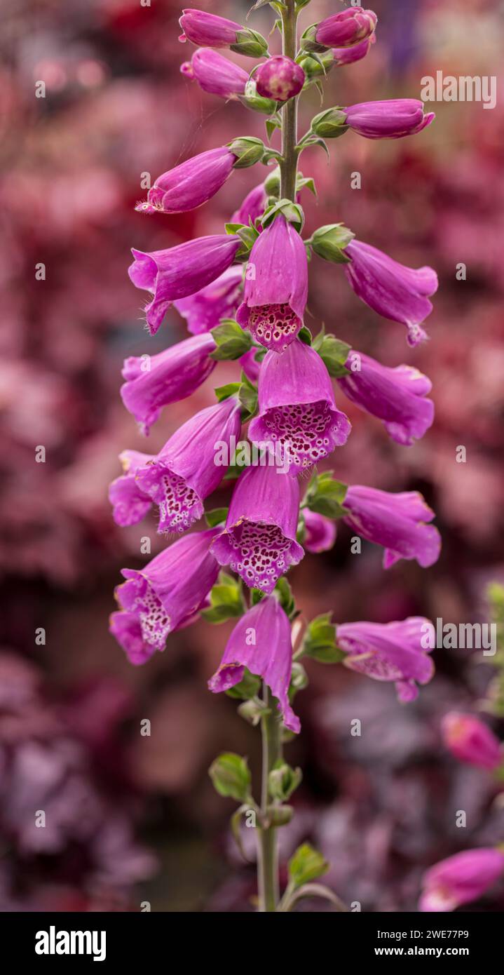 Foxglove (Digitalis purpurea 'Dalmation Purple') flowers Stock Photo ...
