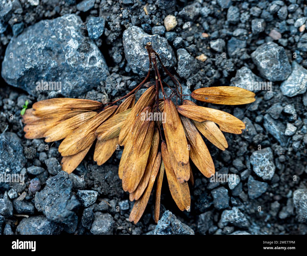 Ash tree (Fraxinus excelsior) seeds Stock Photo - Alamy
