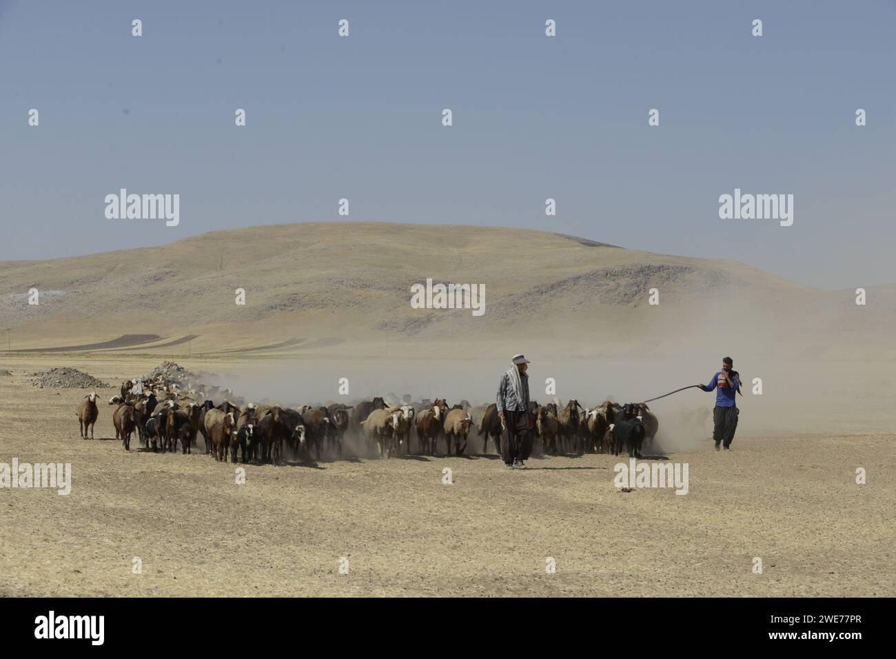 Nomadic shepherds herding sheep Stock Photo - Alamy