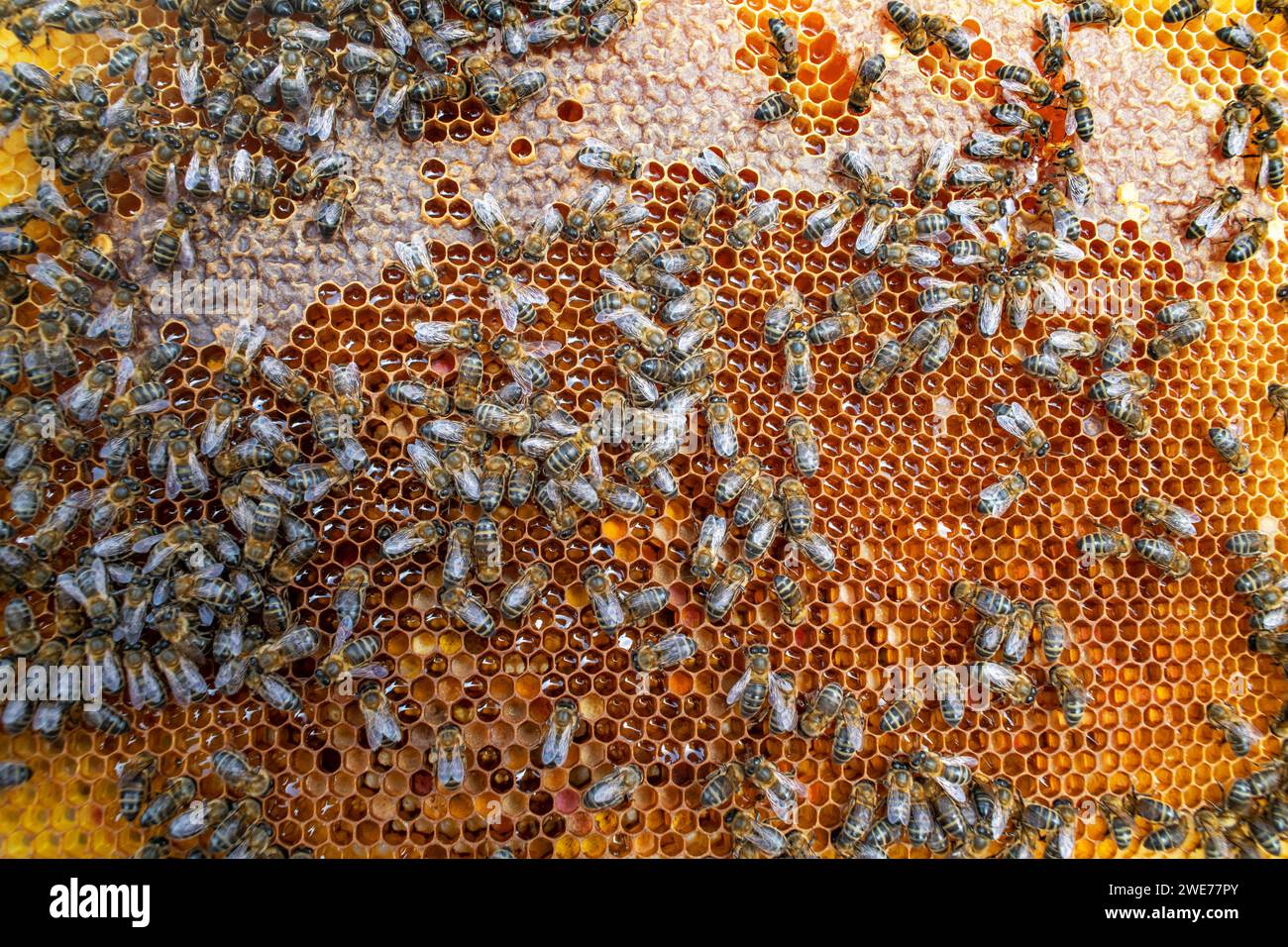 Beehive brood frame Stock Photo - Alamy