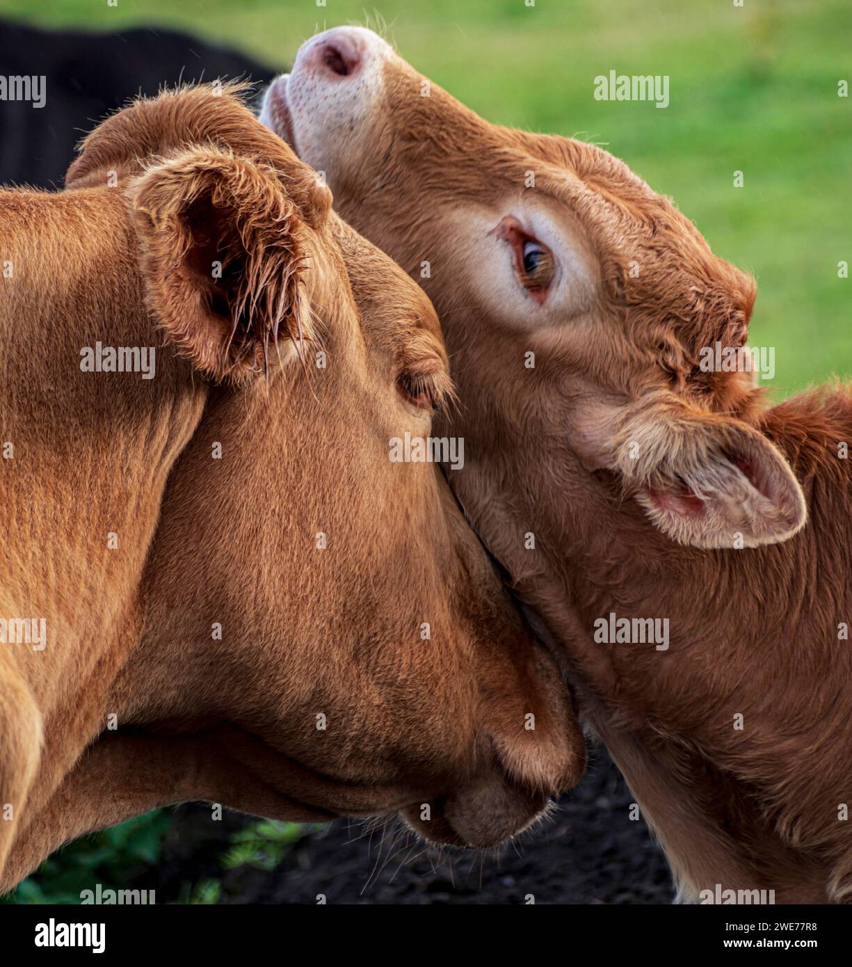 Cow mother and calf interacting Stock Photo - Alamy