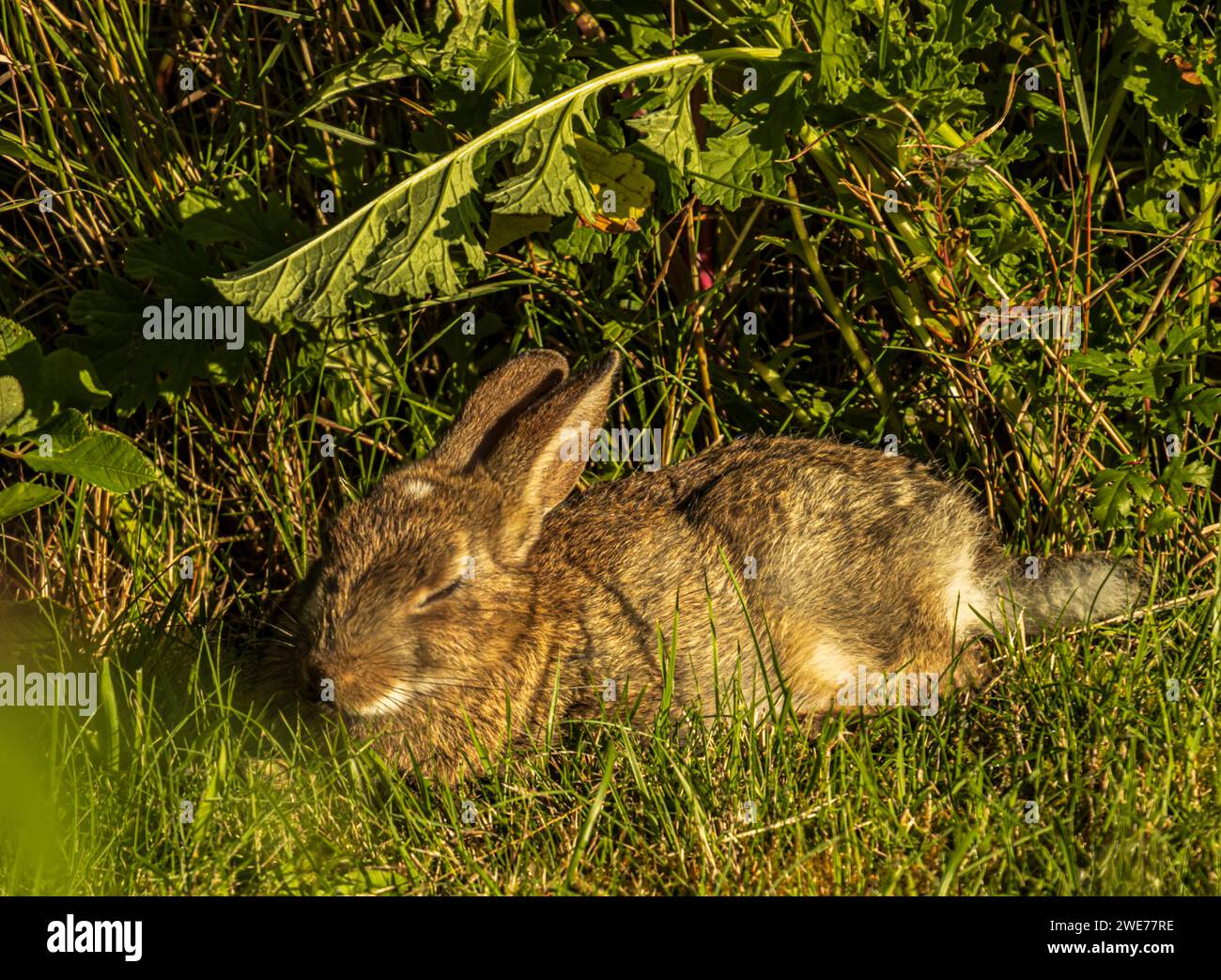 European rabbit lying on grass Stock Photo - Alamy