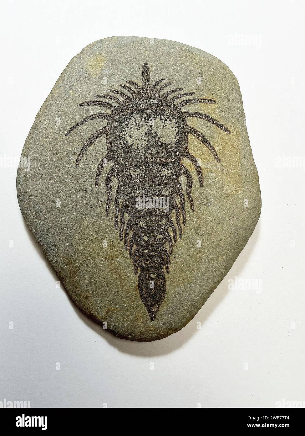 Alien fossil in stone, conceptual illustration Stock Photo - Alamy