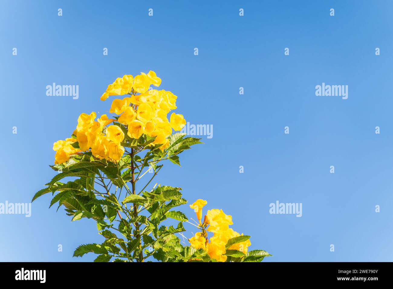 Tecoma stans yellow flowers close-up, yellow trumpetbush, yellow bells ...