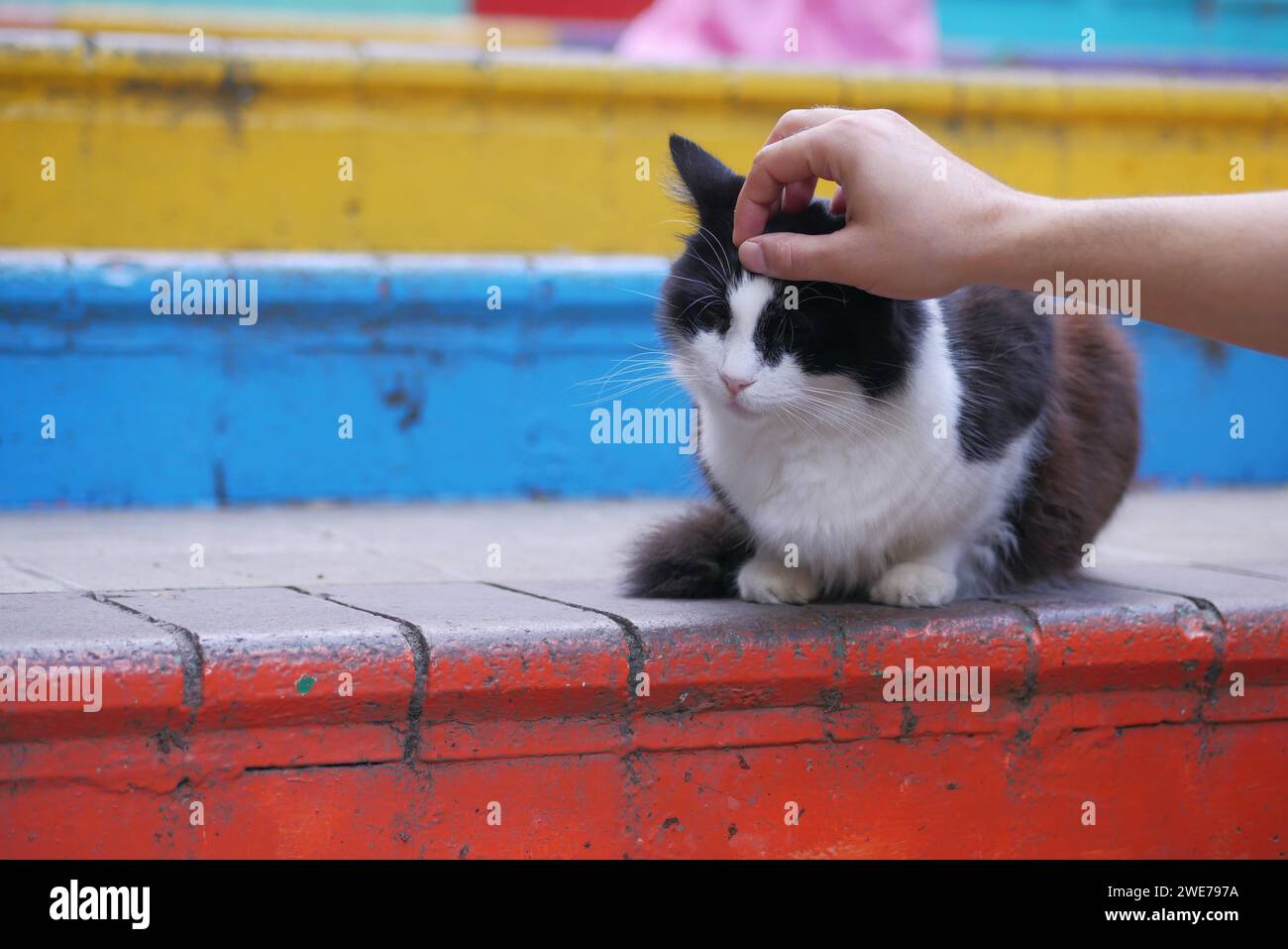 gray color cat sitting on a colorful stairs at balat street in istanbul ...