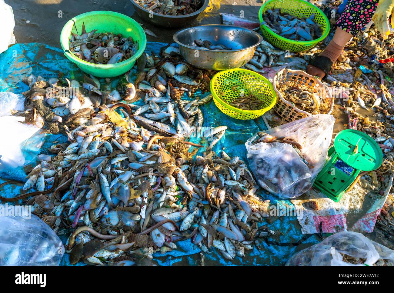 Fish market session seas scene people gathered inside basket fish sale ...