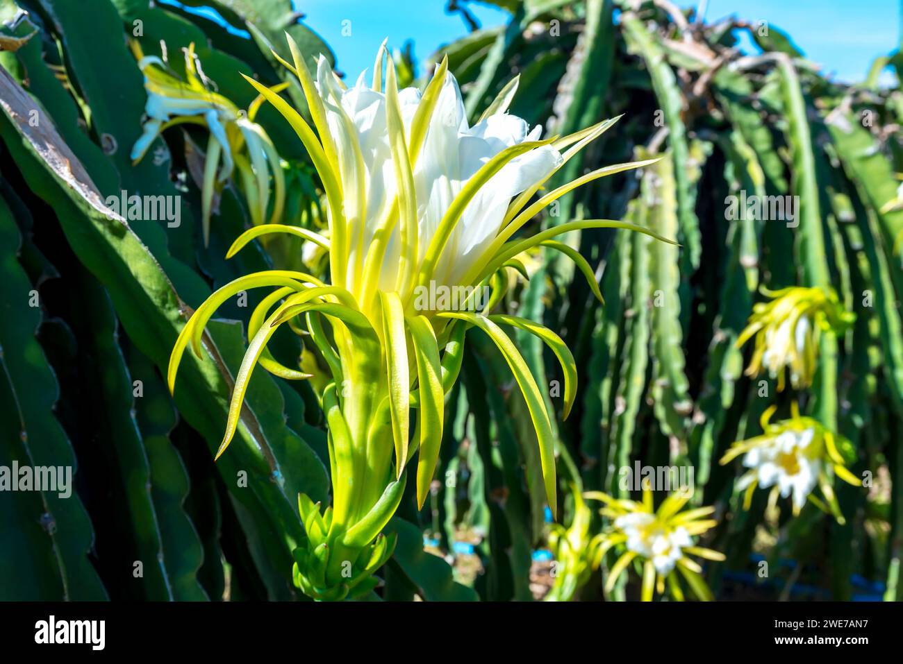 Dragon fruit flower in organic farm. This flower blooms in 4 days if ...