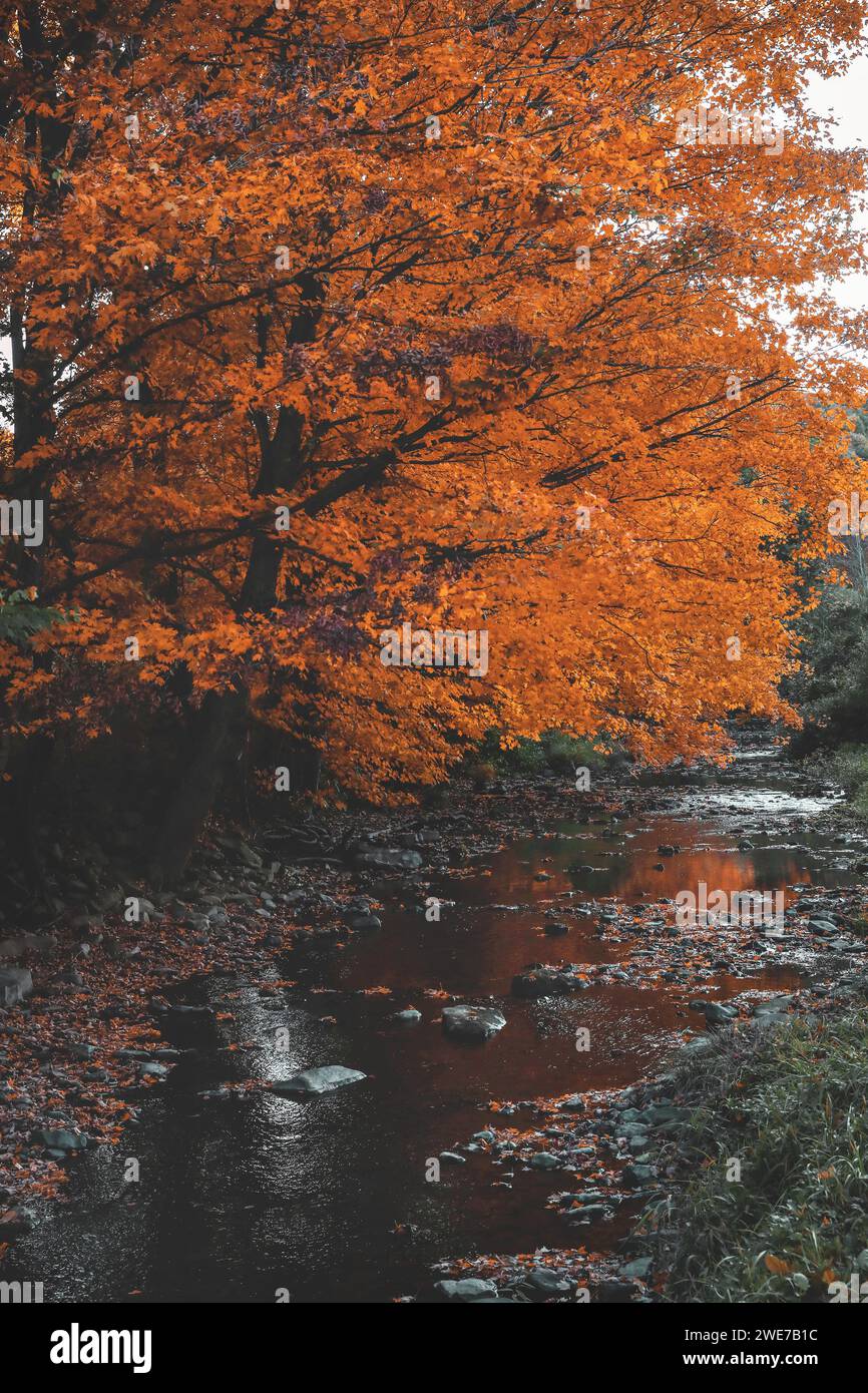 Fall orange tree near a stream of water Stock Photo - Alamy