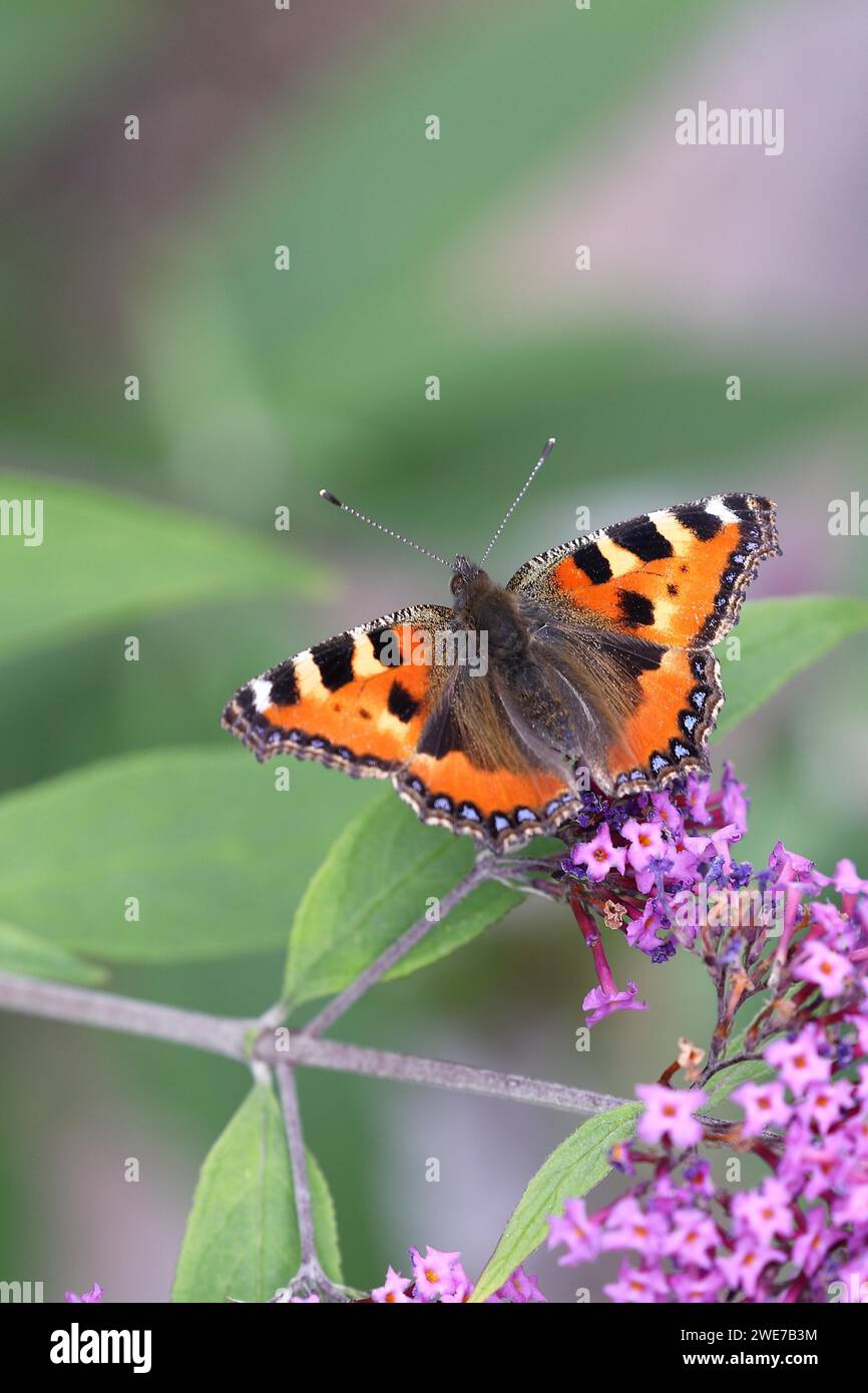 Small tortoiseshell (Aglais urticae), on summer lilac or butterfly-bush ...