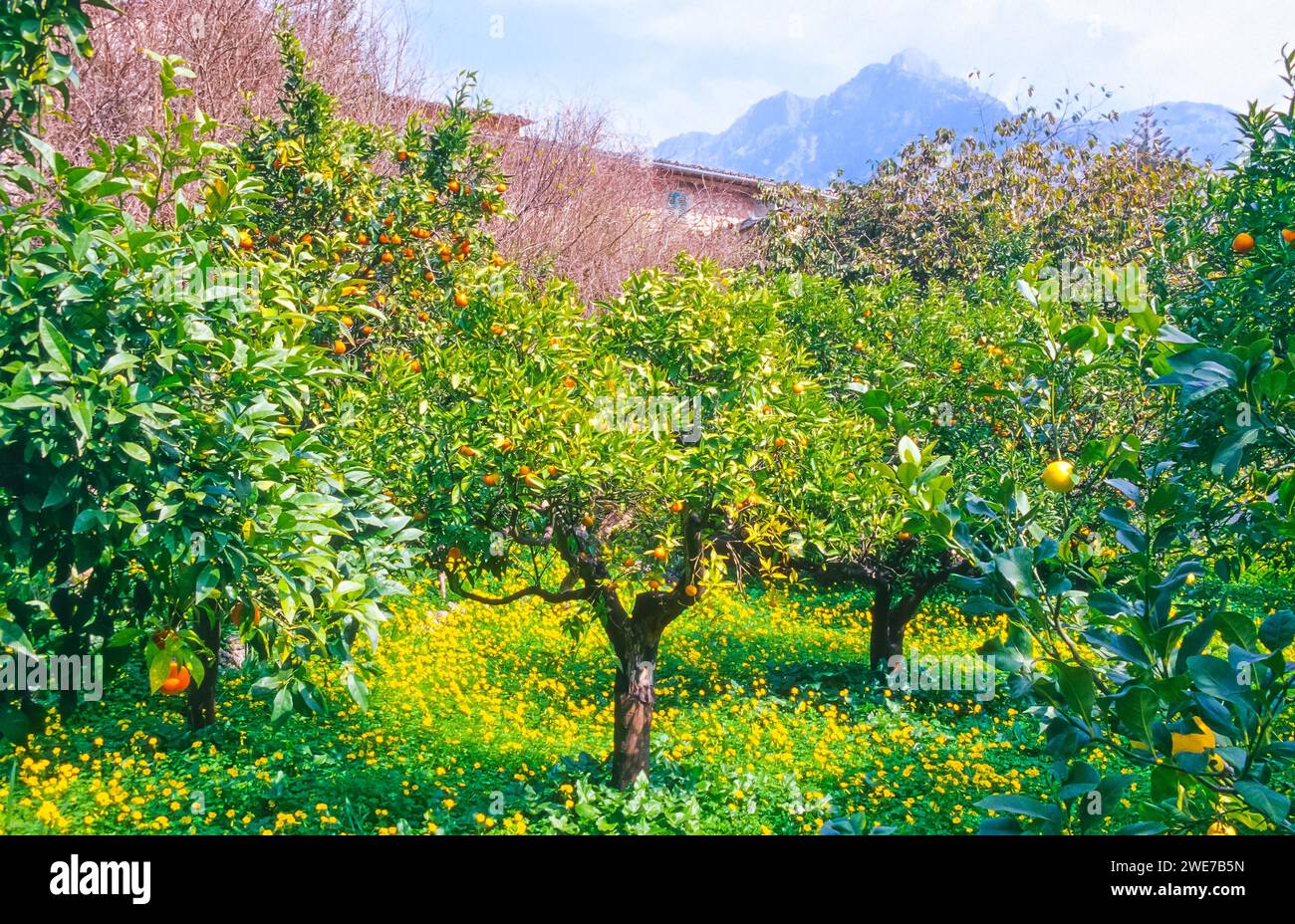 Orange trees (Citrus x sinensis L.) with ripe oranges loaded with fruit ...