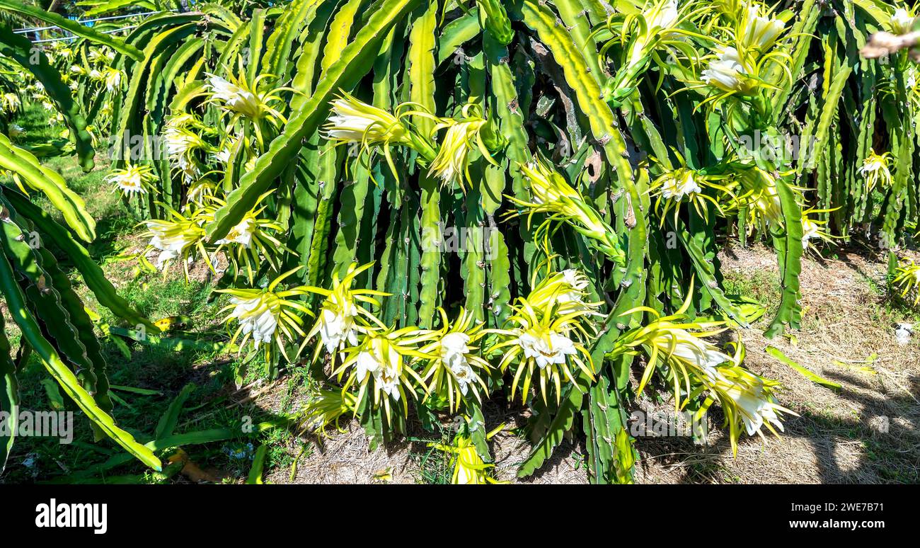 Dragon fruit flower in organic farm. This flower blooms in 4 days if ...