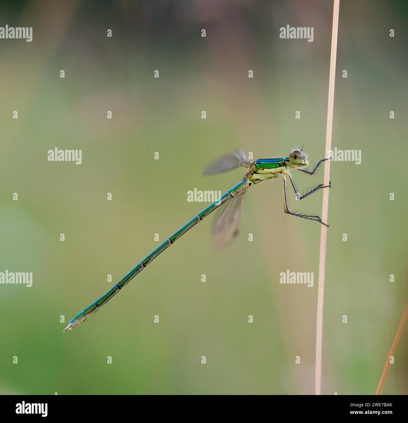 Small spreadwing (Lestes virens), young, uncoloured green male, sitting ...